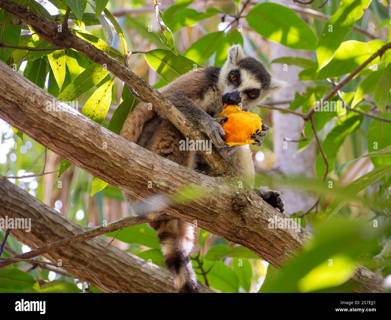 Ring-tailed lemur catta kata, Tropical forest jungle in Madagascar ...