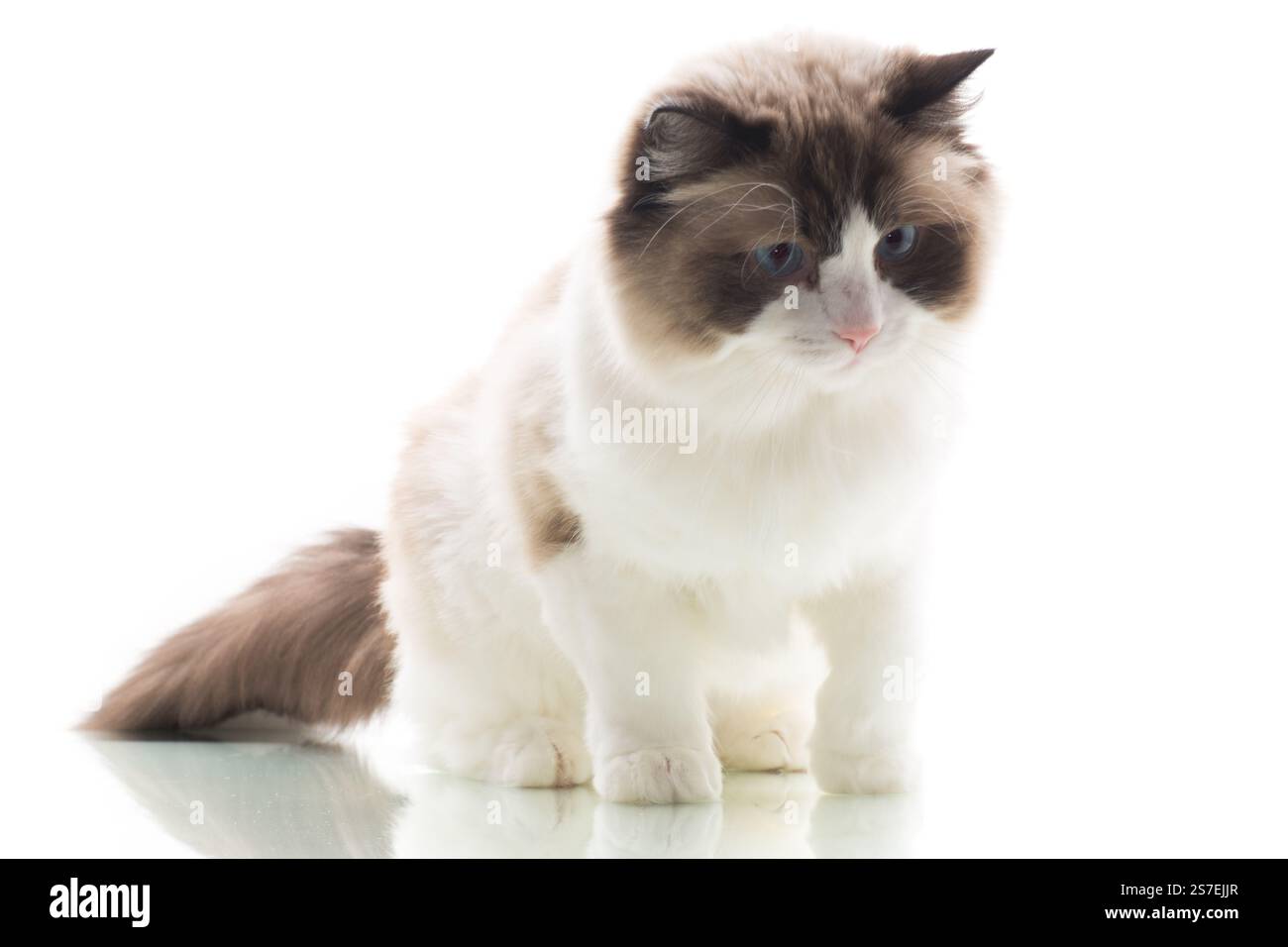 Bright-eyed Ragdoll pet, isolated on white background Stock Photo - Alamy