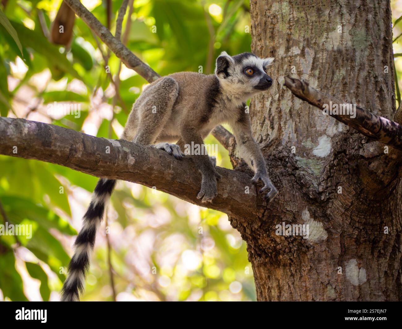 Ring-tailed lemur catta kata, Tropical forest jungle in Madagascar ...