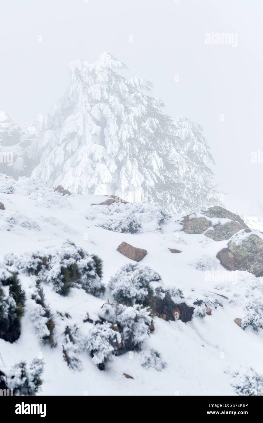 Scenic view of snow covering Blue Atlas Cedar trees in Chelia Mountain ...