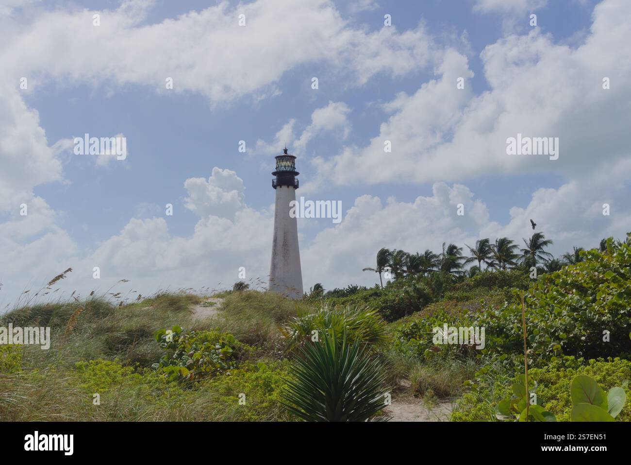 Cape Florida Lighthouse with green nature in the wind Stock Photo - Alamy