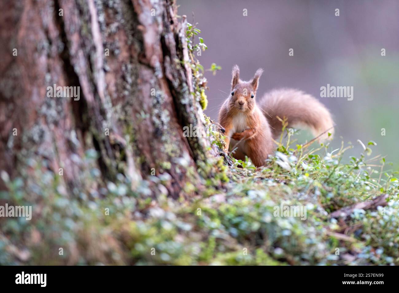 Red Squirrel (Sciurus vulgaris) in Caledonian pine forest, Scotland, UK ...