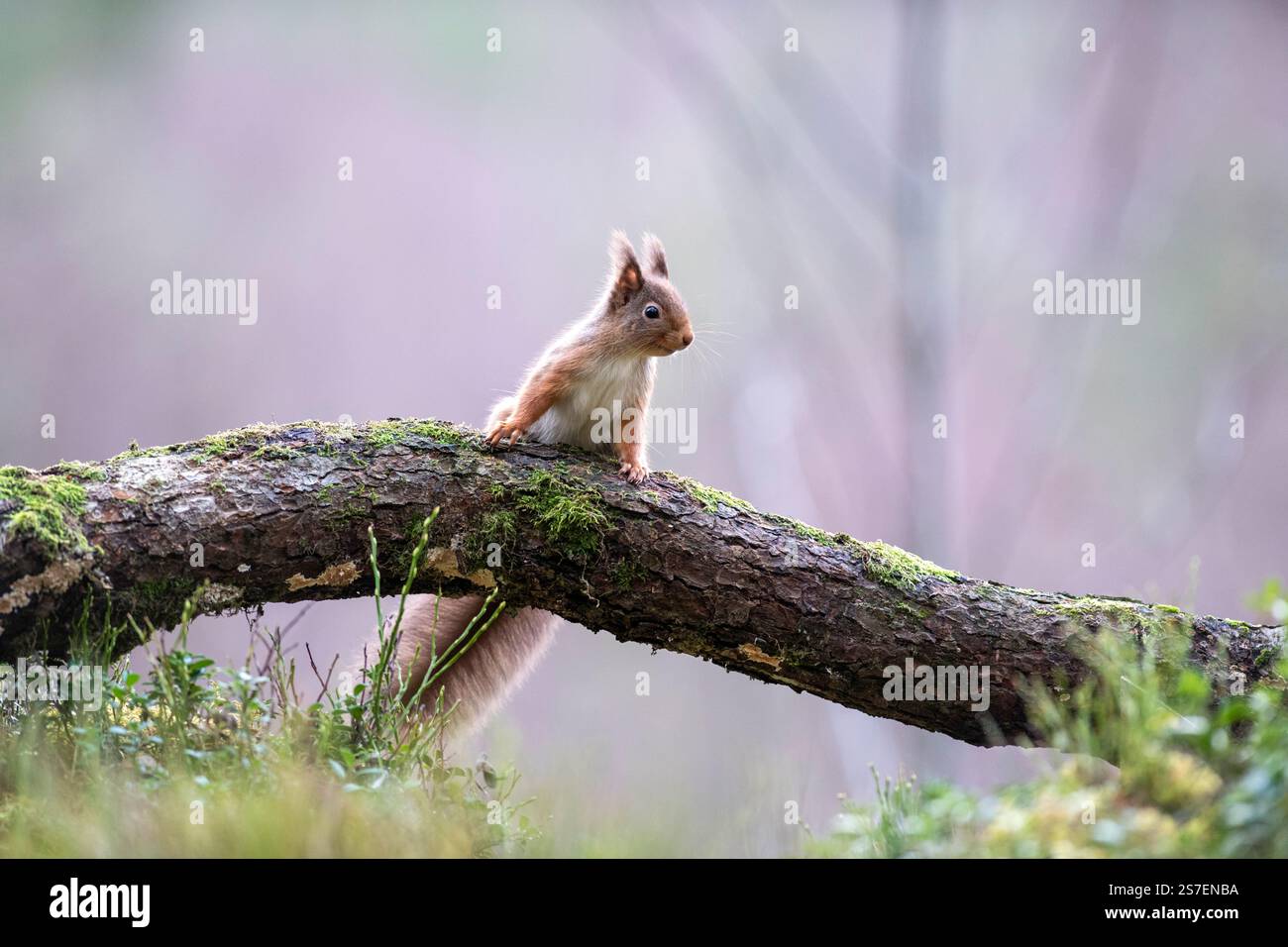 Red Squirrel (Sciurus vulgaris) in Caledonian pine forest, Scotland, UK ...