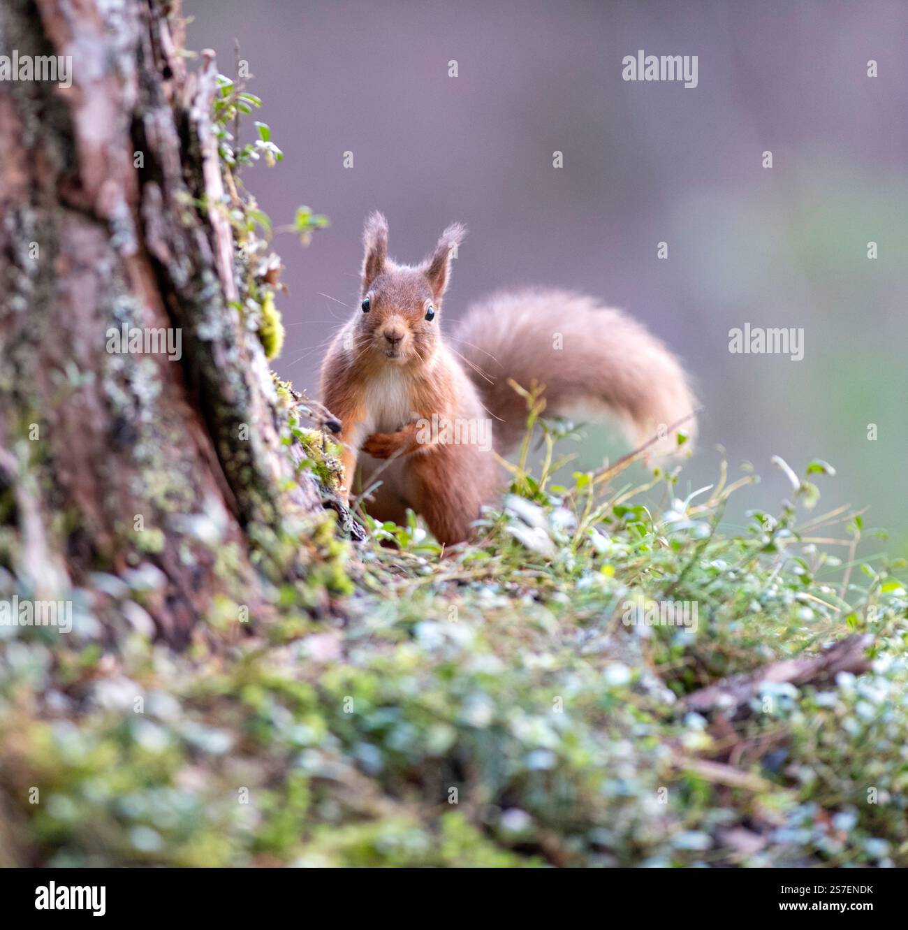 Red Squirrel (Sciurus vulgaris) in Caledonian pine forest, Scotland, UK ...