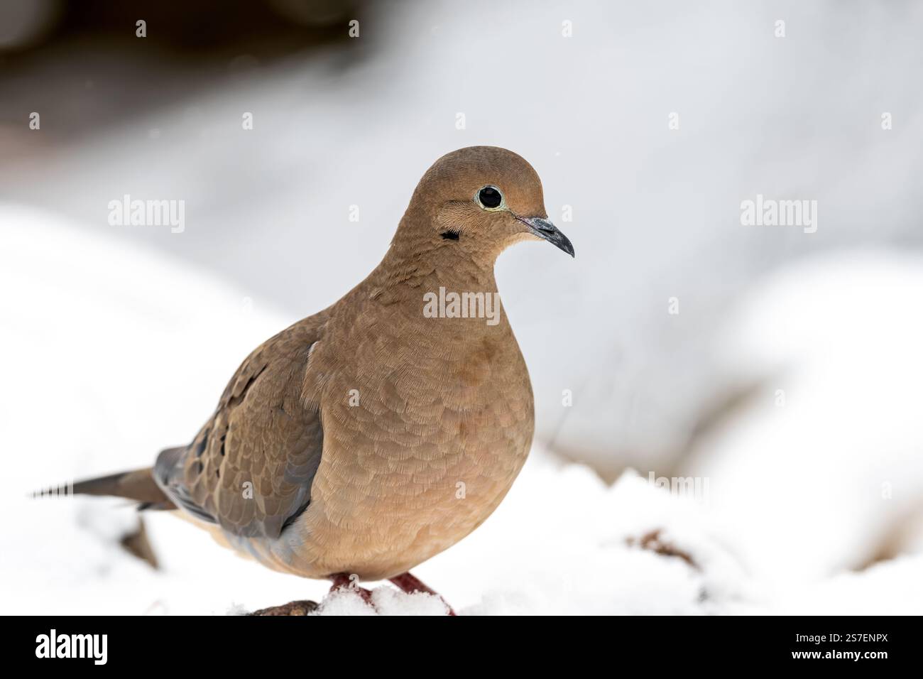 Mourning dove in a snow covered landscape. It is a member of the dove ...