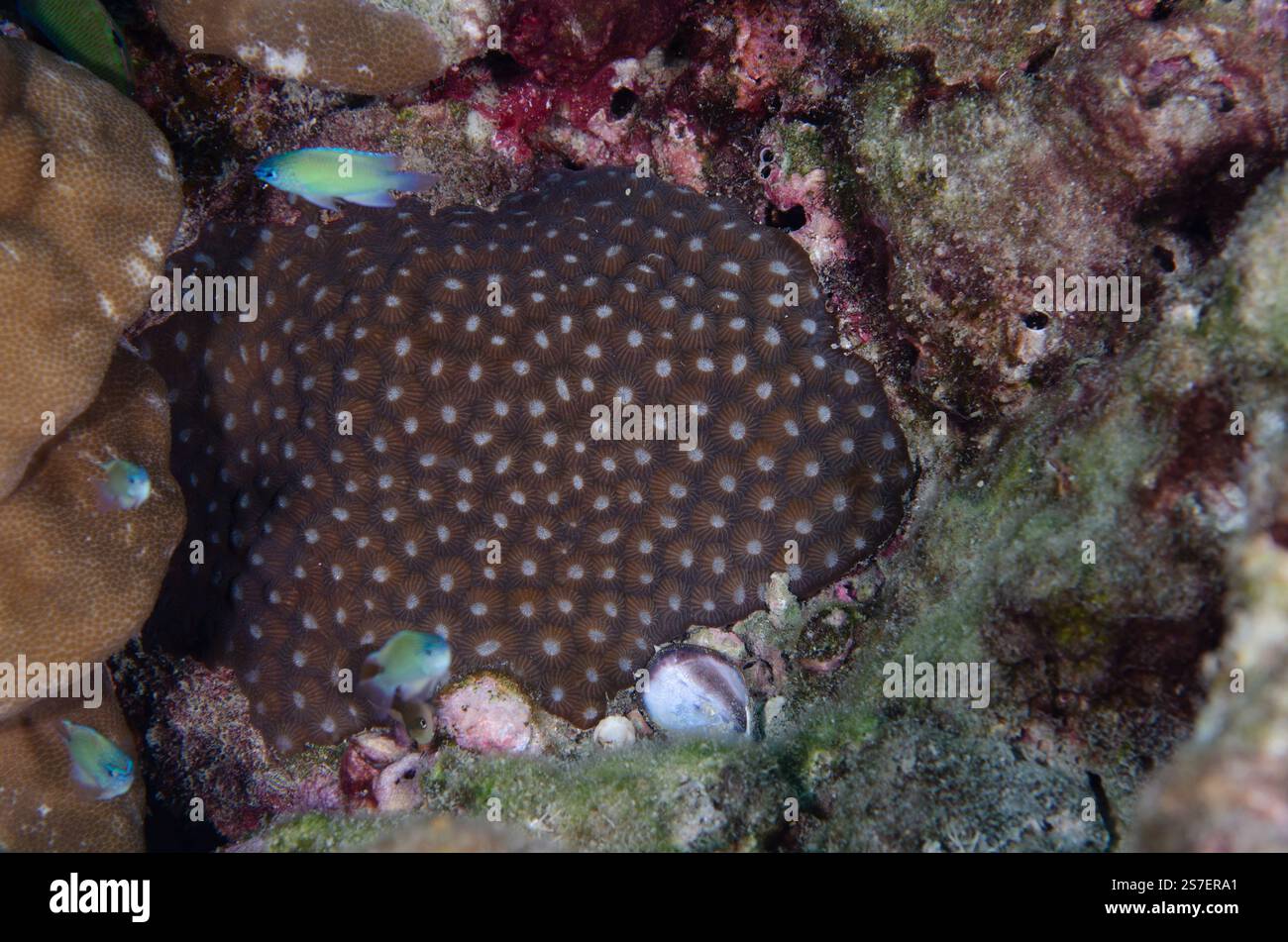 Diploastreidae hi-res stock photography and images - Alamy