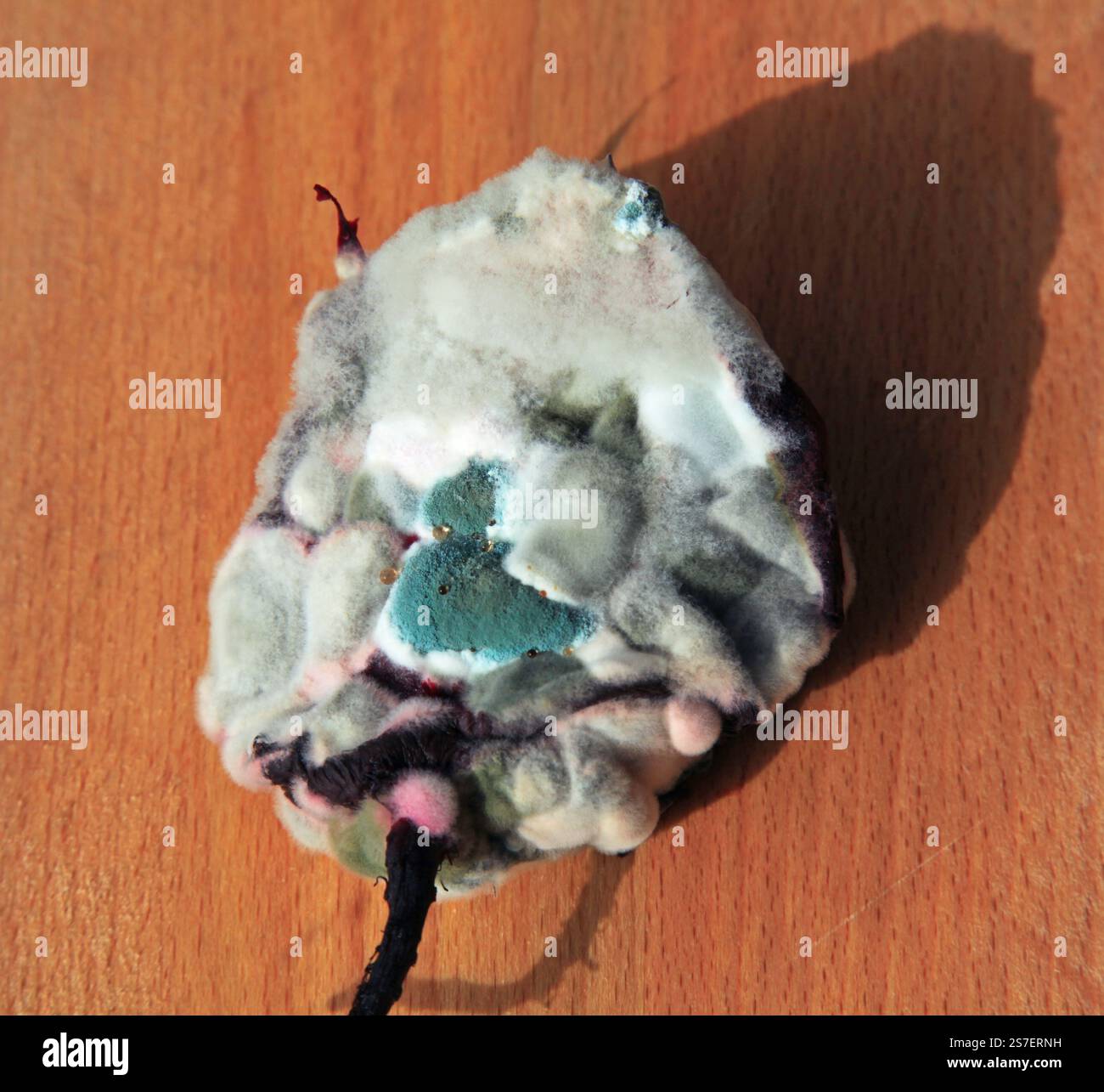 A spoiled, rotten vegetable. A rotten beet, covered with lush white ...