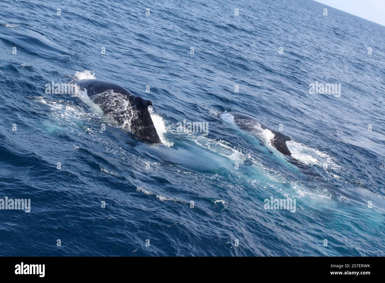 Two whales are swimming in the ocean. The water is blue and the sky is ...