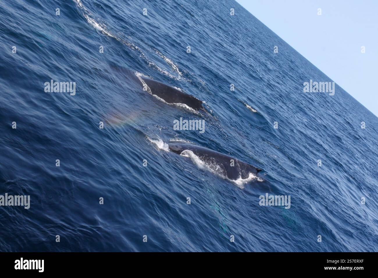 Two whales swimming in the ocean. The water is blue and the sky is ...