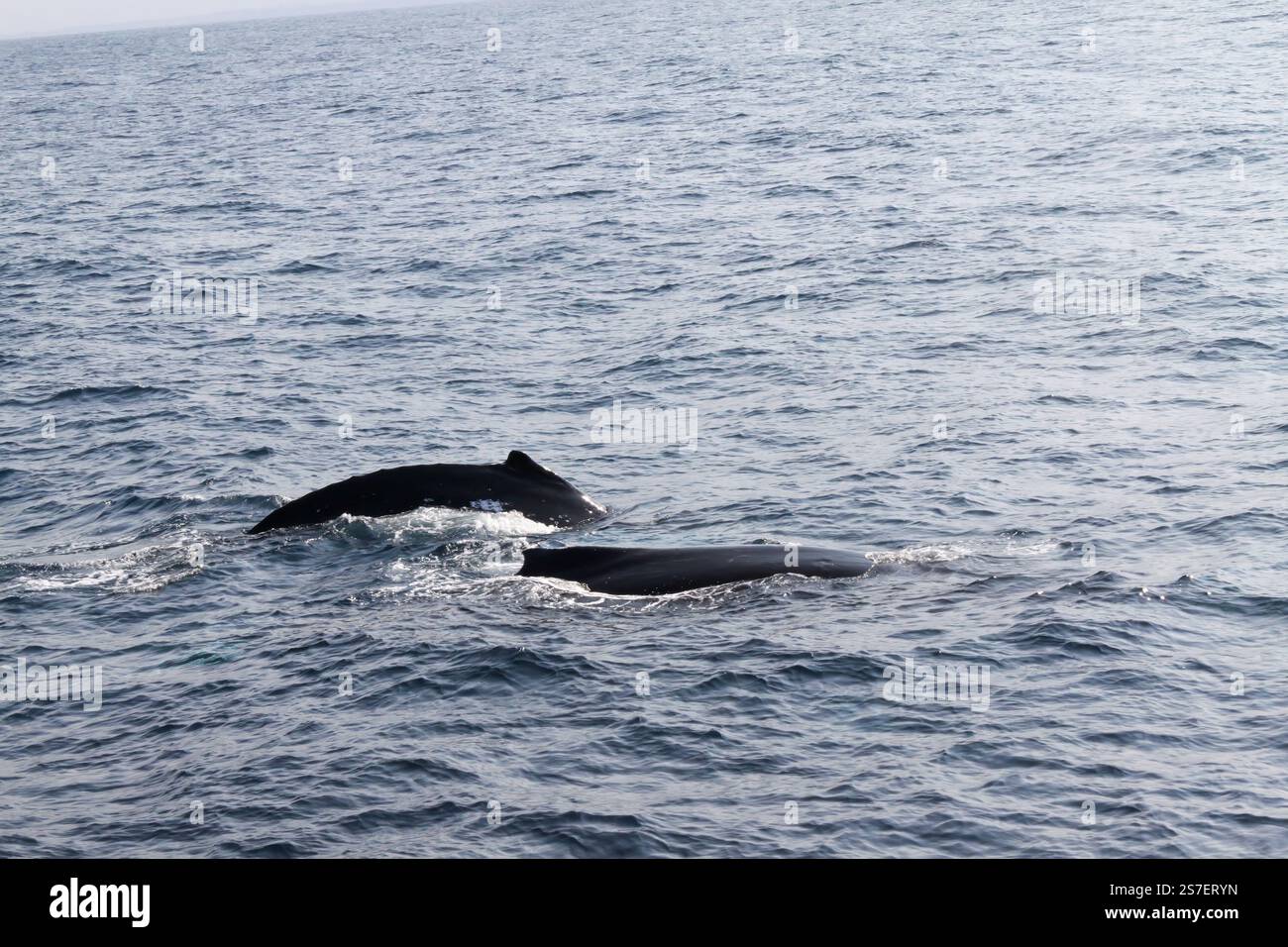 Two whales are swimming in the ocean. The water is calm and the sky is ...