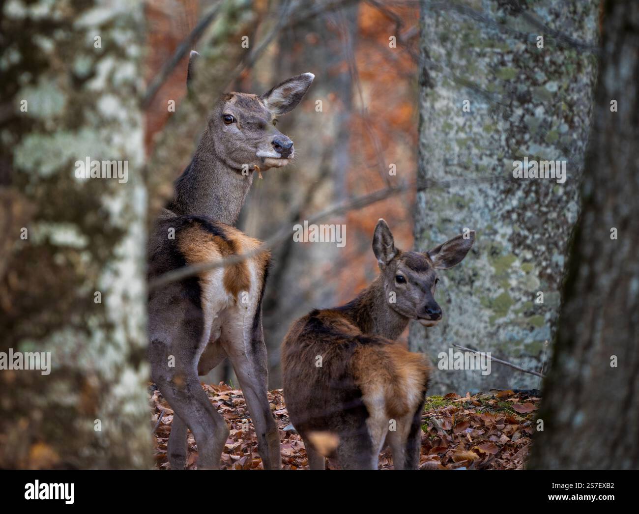 a female red deer in a place with a cub looks back through the forest ...