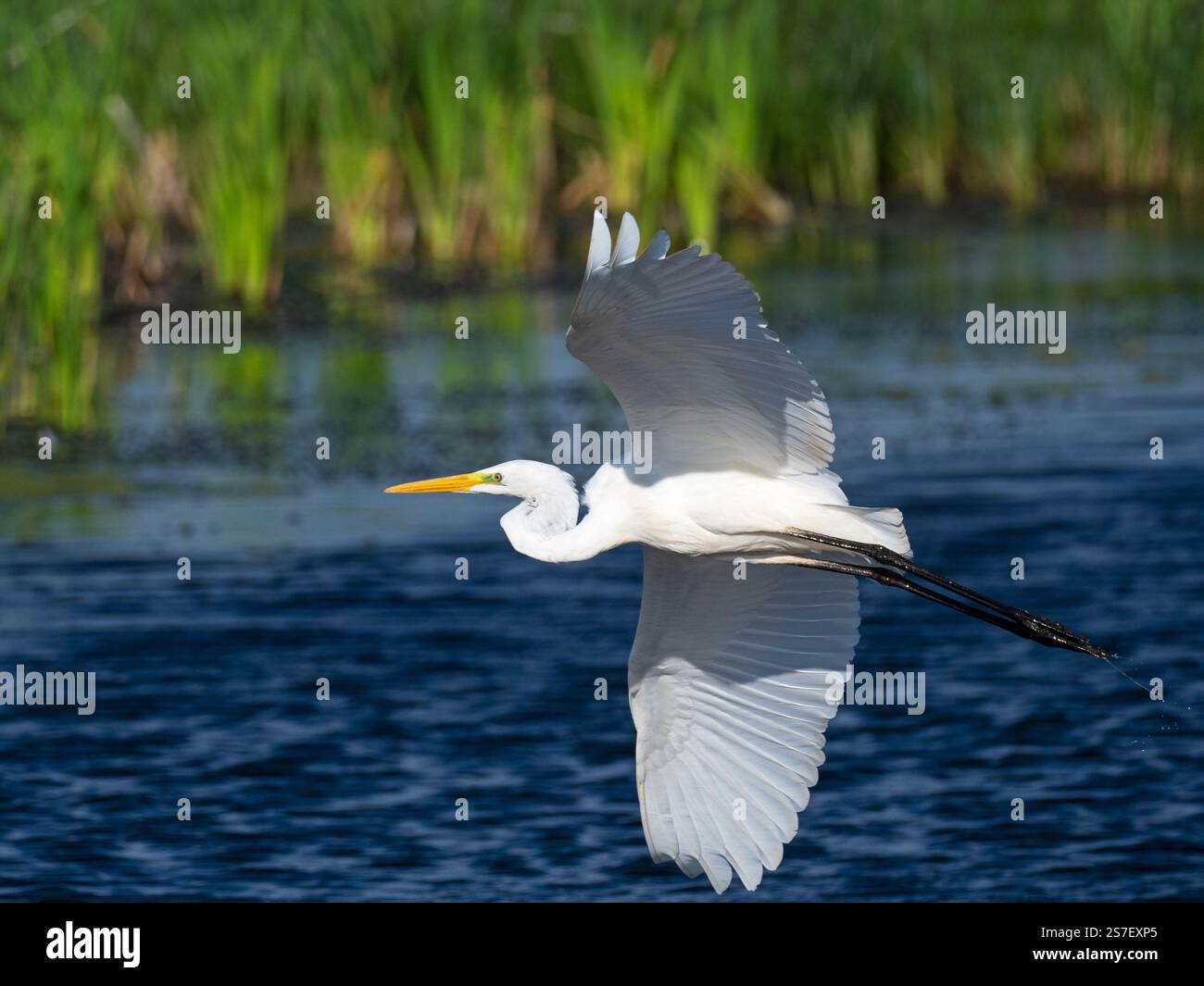 Great egret Egretta alba in flight over a pool, Catcott Lows Nature Reserve, Somerset Wildlife ...