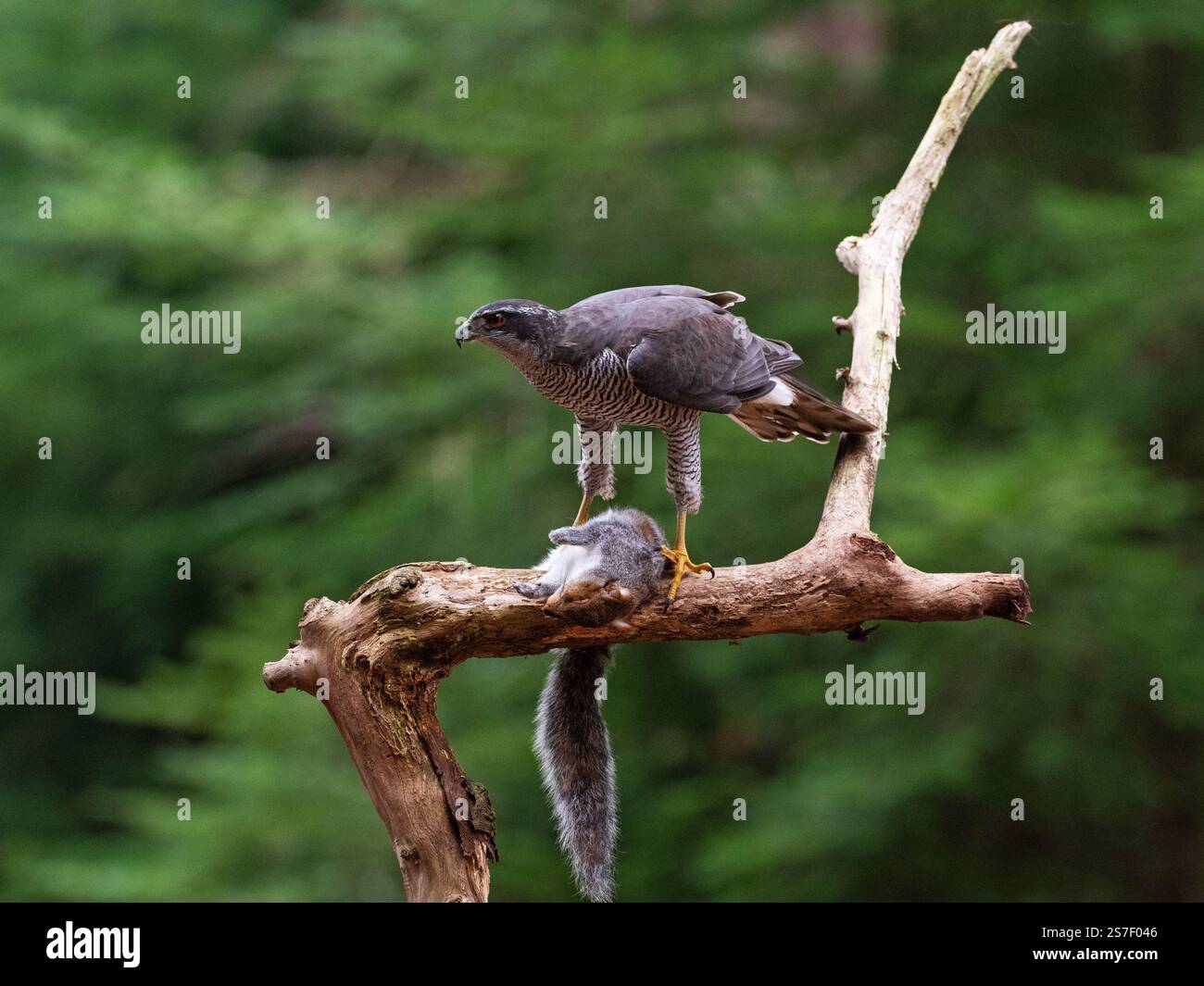 Northern goshawk Accipiter gentilis male on a branch with a dead Grey ...