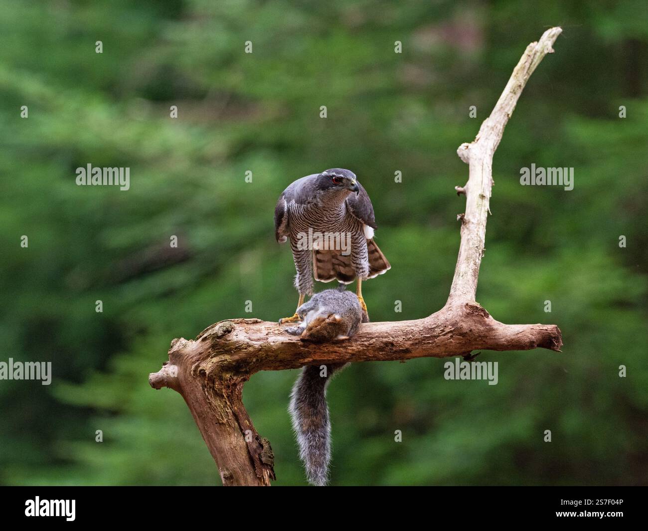 Northern goshawk Accipiter gentilis male on a branch with a dead Grey ...