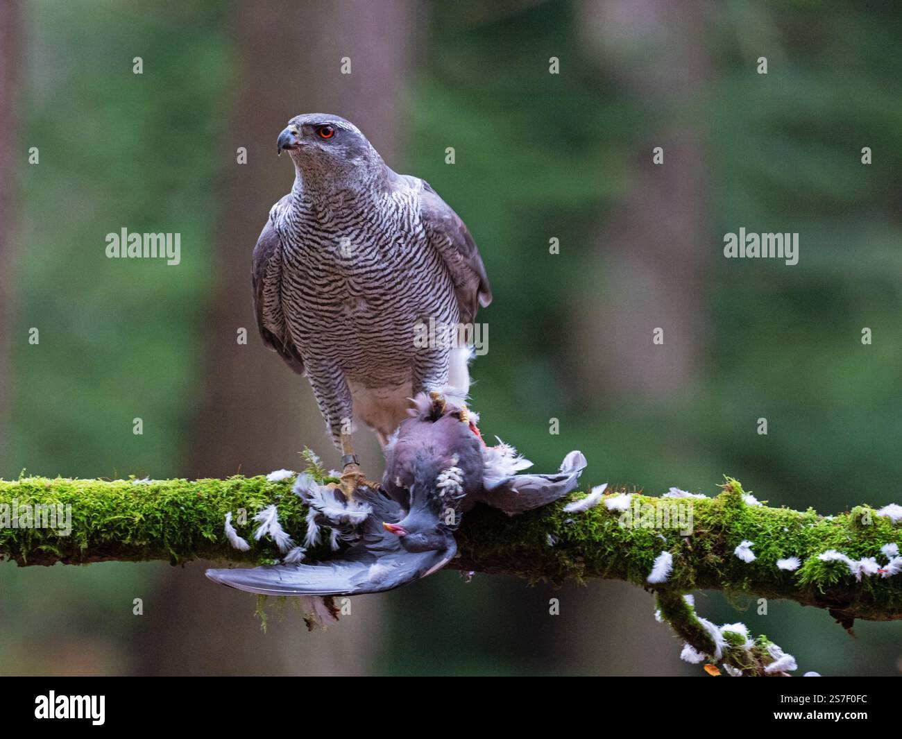 Northern goshawk Accipiter gentilis female on a mossy branch with ...