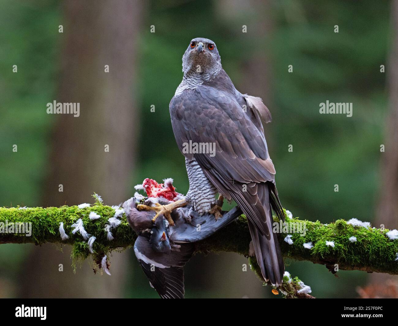 Northern goshawk Accipiter gentilis female on a mossy branch with ...