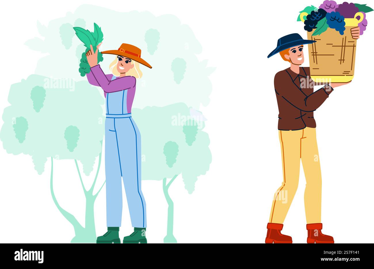 harvesting grapes vector. grape wine, vineyard vine, red agriculture ...