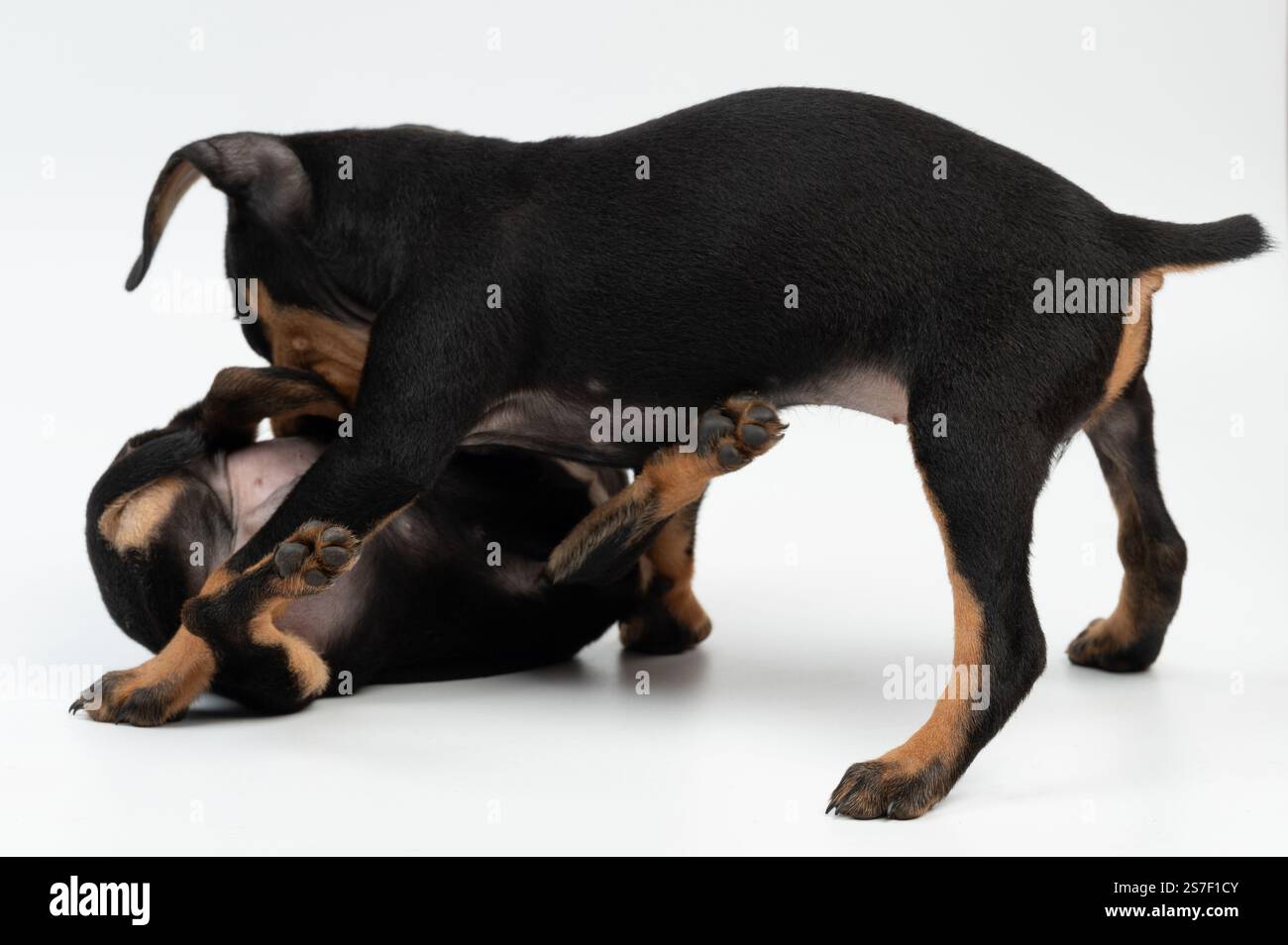 Happy playful two puppies fighting on white studio background isolated ...