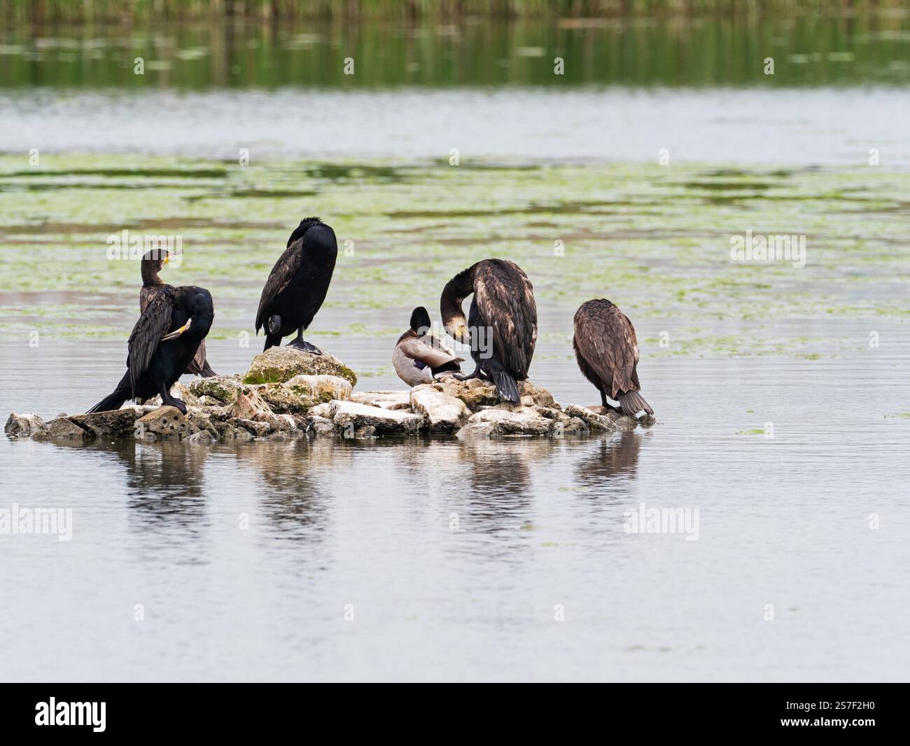 Great cormorant Phalacrocorax carbo and Mallard Anas platyrhynchos ...