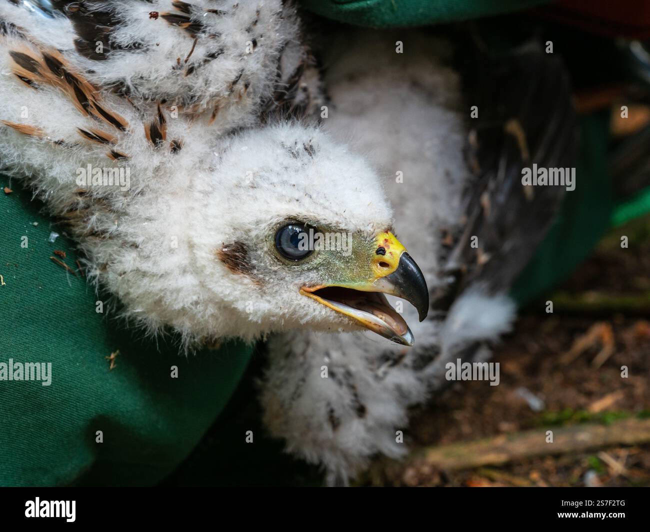 Ringed for movement and population dynamics studies hi-res stock ...
