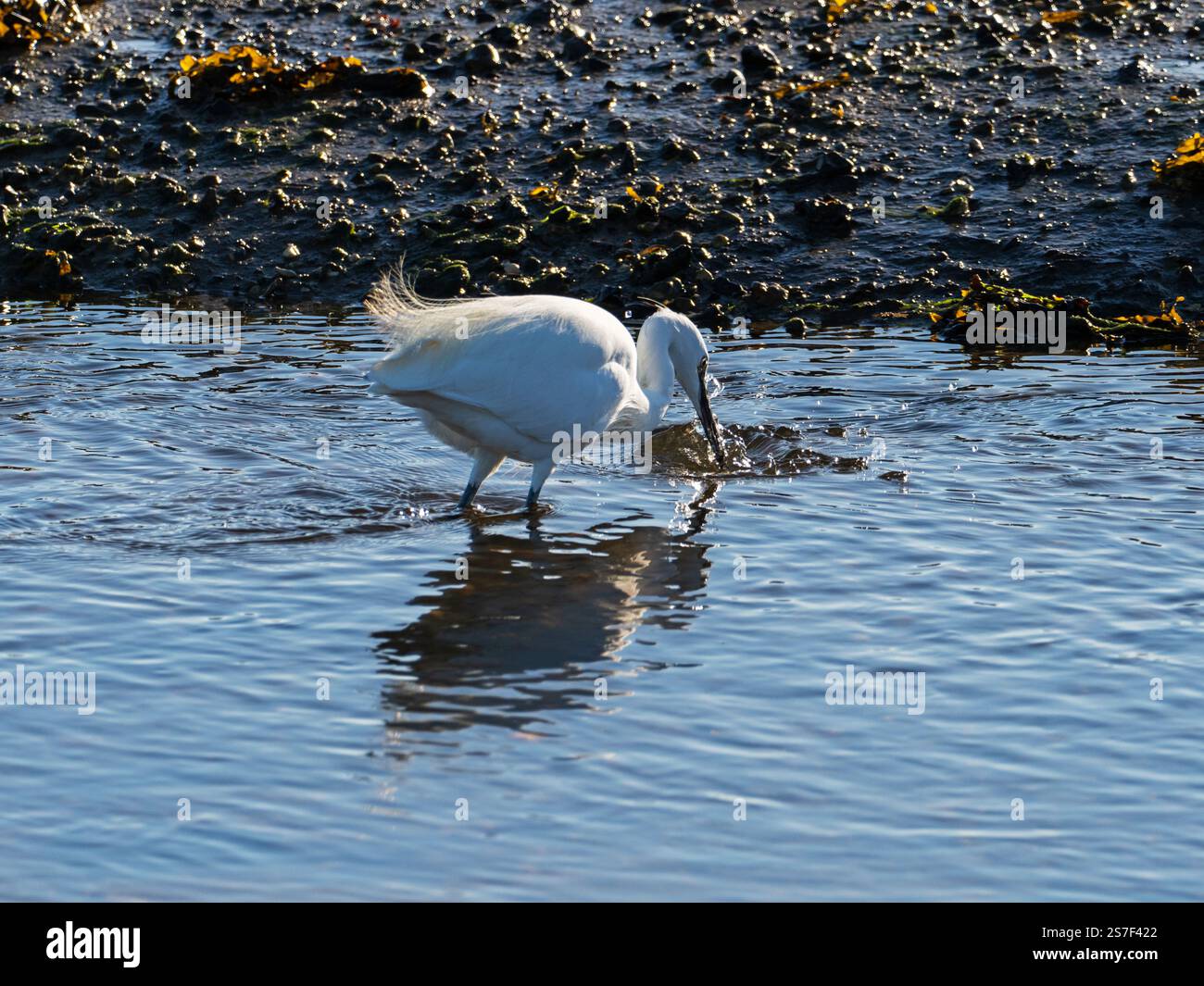 Little egret Egretta garzetta feeding Normandy Marsh, Lymington and ...