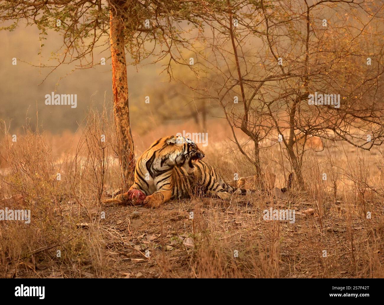 Ranthambore tiger temple hi-res stock photography and images - Alamy