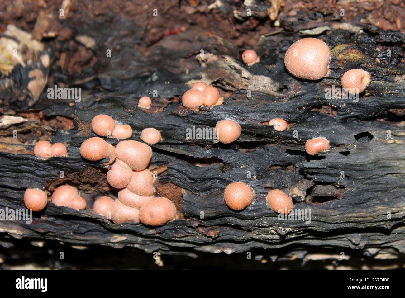 Wolf's Milk Slime Mould - Lycogala epidendrum Stock Photo - Alamy