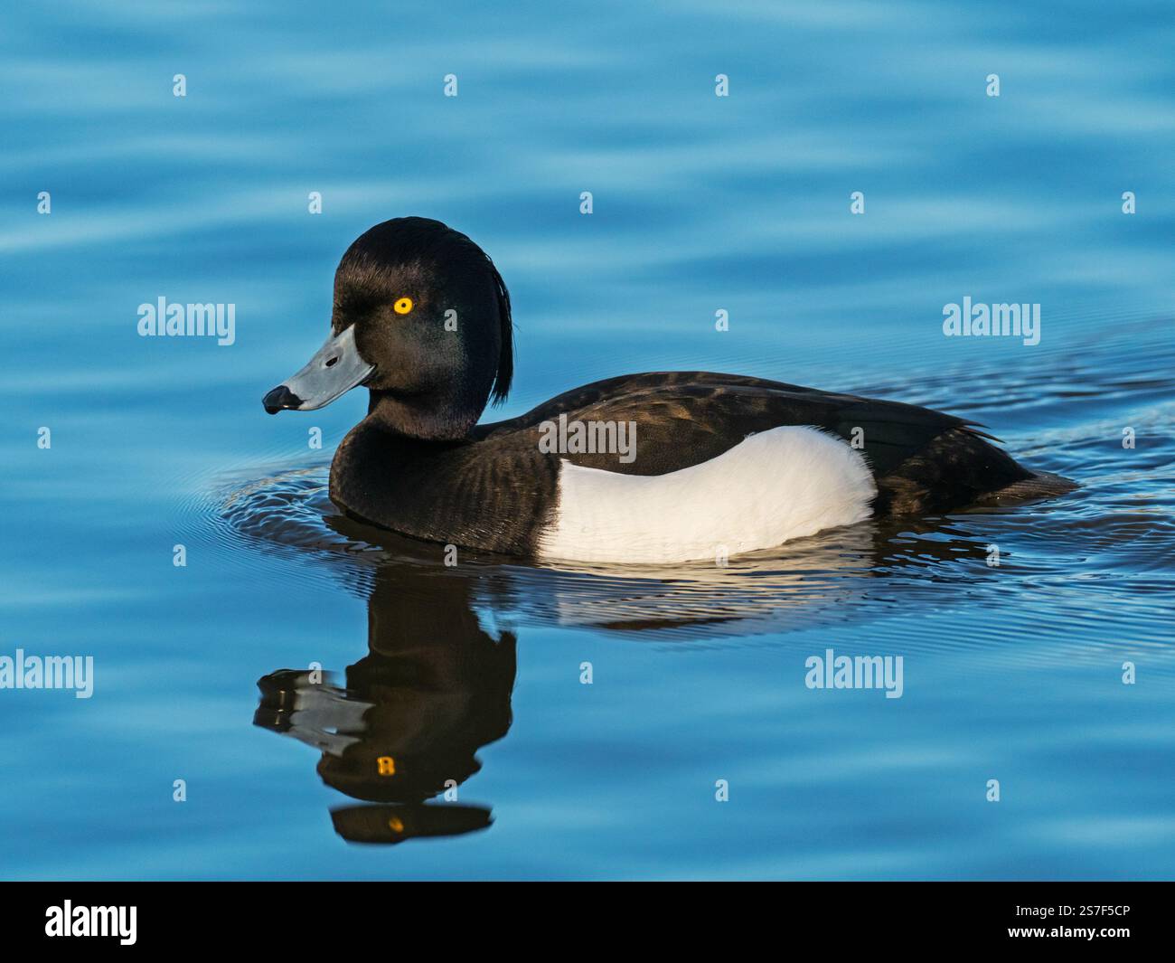 Tufted duck Aythya fuligula male swimming in a marshland pool, Lodmoor ...