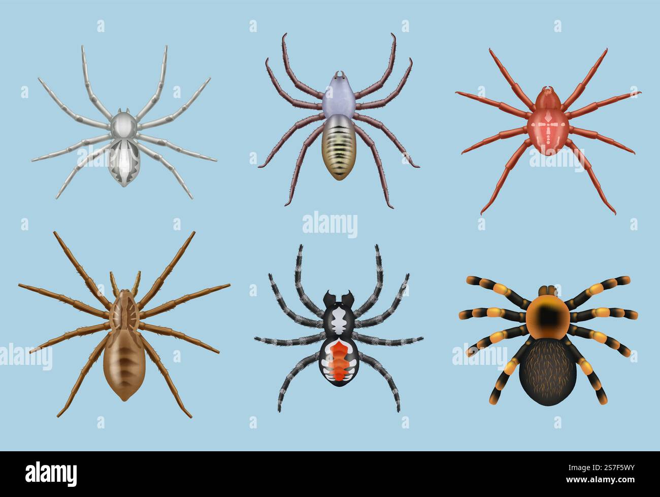 Spiders. Different toxic insects decent vector realistic top view ...