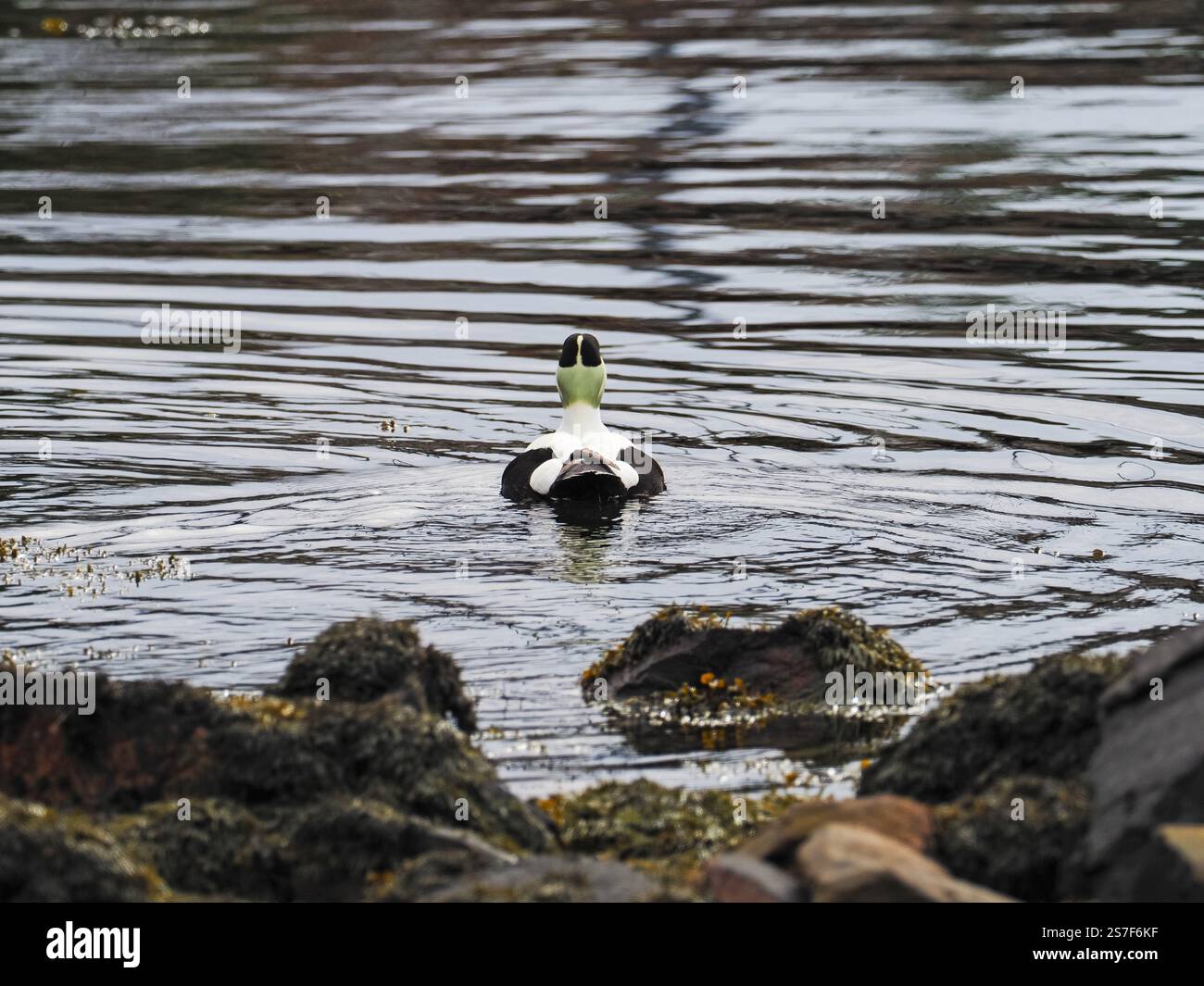 Common eider Somateria mollissima male showing back view, Ardnamurchan ...