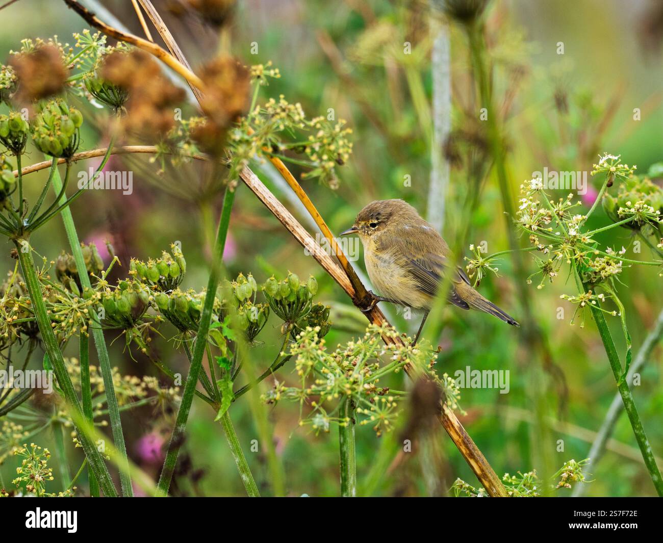 Chiffchaff Phylloscopus collybita perched amongst umbellifers, Ham Wall ...
