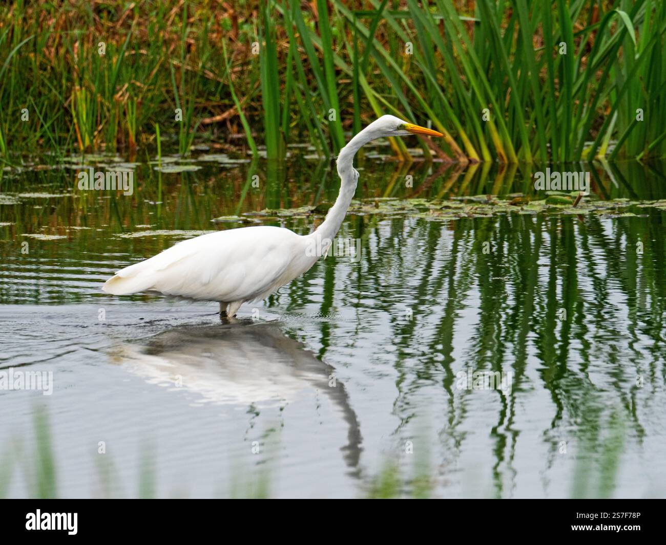Great egret Egretta alba adult in a pool, Catcott Lows Nature Reserve ...