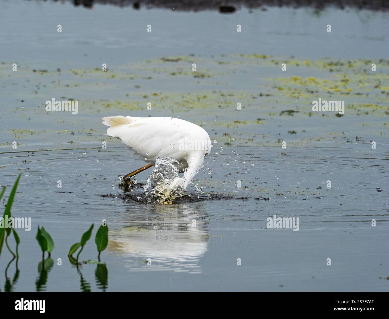Great egret Egretta alba adult feeding in a pool, Catcott Lows Nature ...