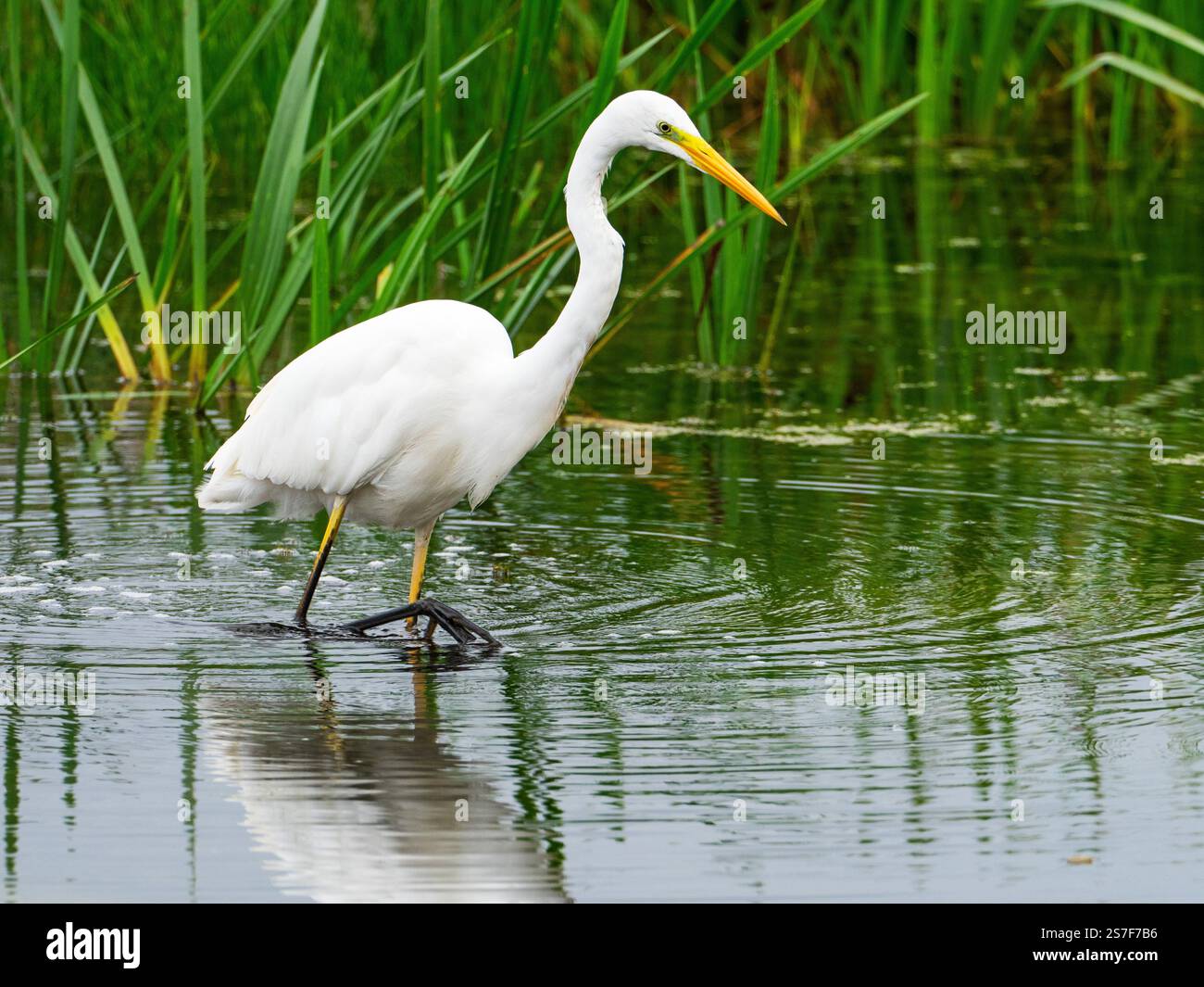 Great egret Egretta alba adult in a pool, Catcott Lows Nature Reserve ...