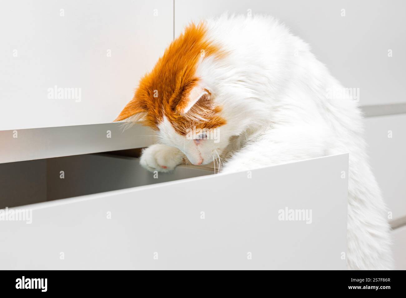 white domestic cat climbs into a cabinet drawer Stock Photo - Alamy