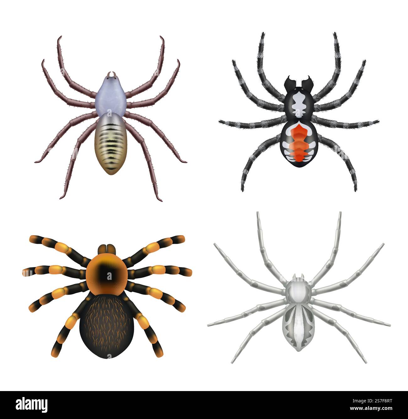 Spiders. Top view scary realistic spiders toxic insects decent vector ...