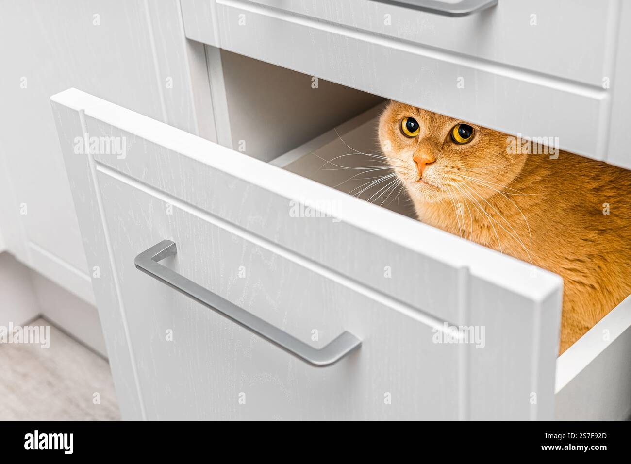 ginger cat hiding in kitchen cabinet drawer Stock Photo - Alamy