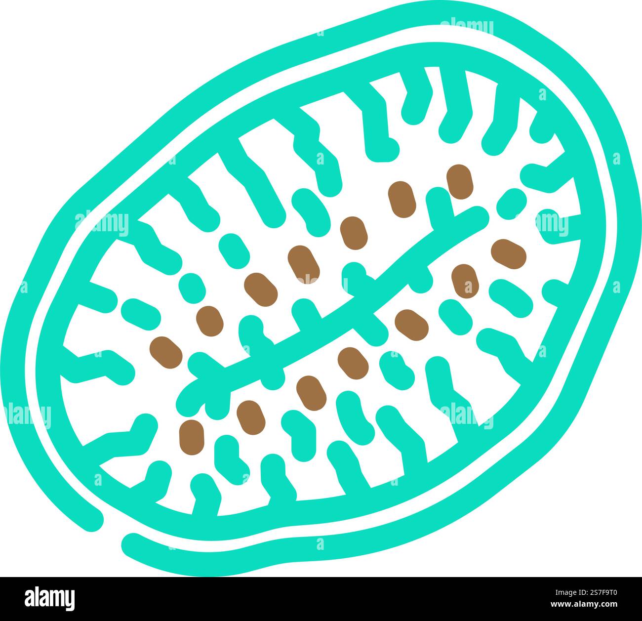 kiwi dried fruit color icon vector. kiwi dried fruit sign. isolated ...