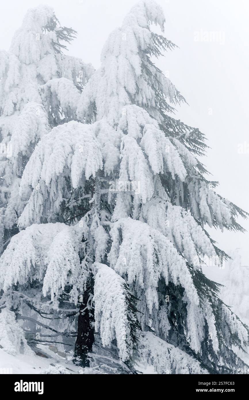 Scenic view of snow covering Blue Atlas Cedar trees in Chelia Mountain ...
