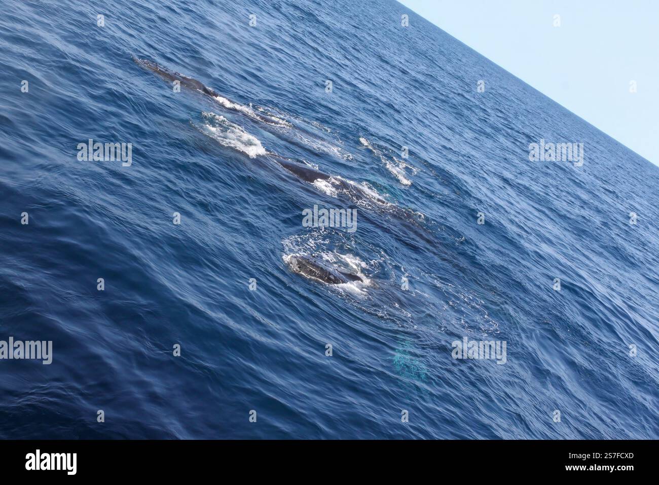 A group of whales are swimming in the ocean. The water is blue and the ...