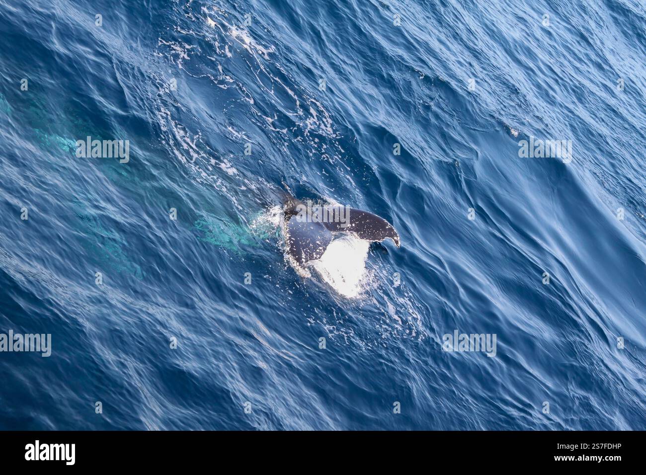 A whale is swimming in the ocean with its tail flapping. The water is ...