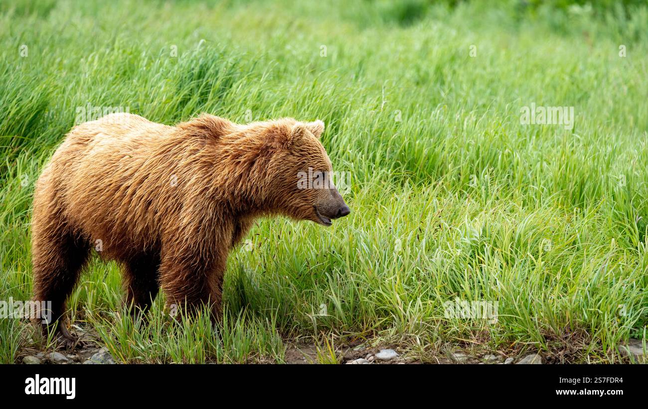 Brown Bear in a field of grass Stock Photo - Alamy