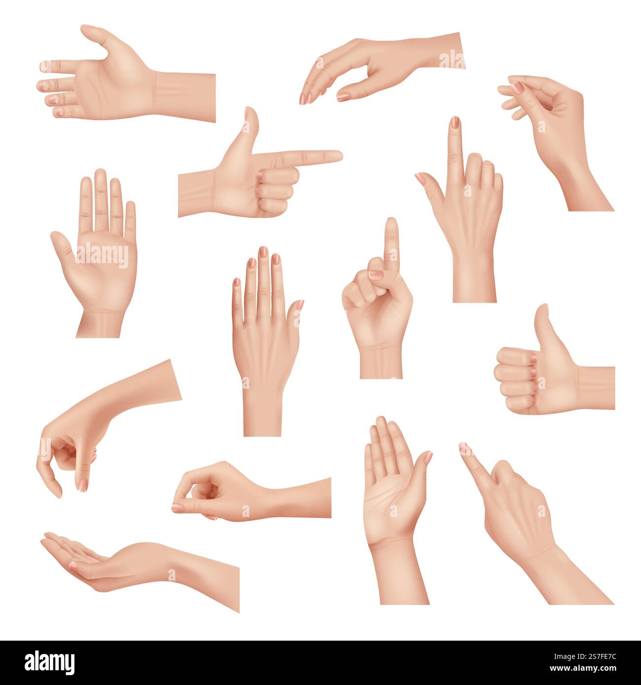 Vintage female anatomy Stock Vector Images - Alamy