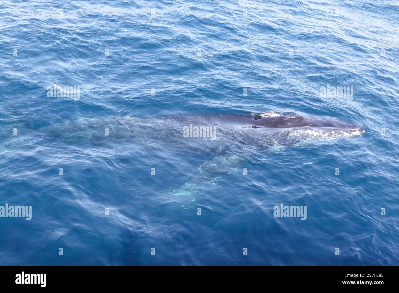 A whale is swimming in the ocean. The water is blue and calm. The whale ...