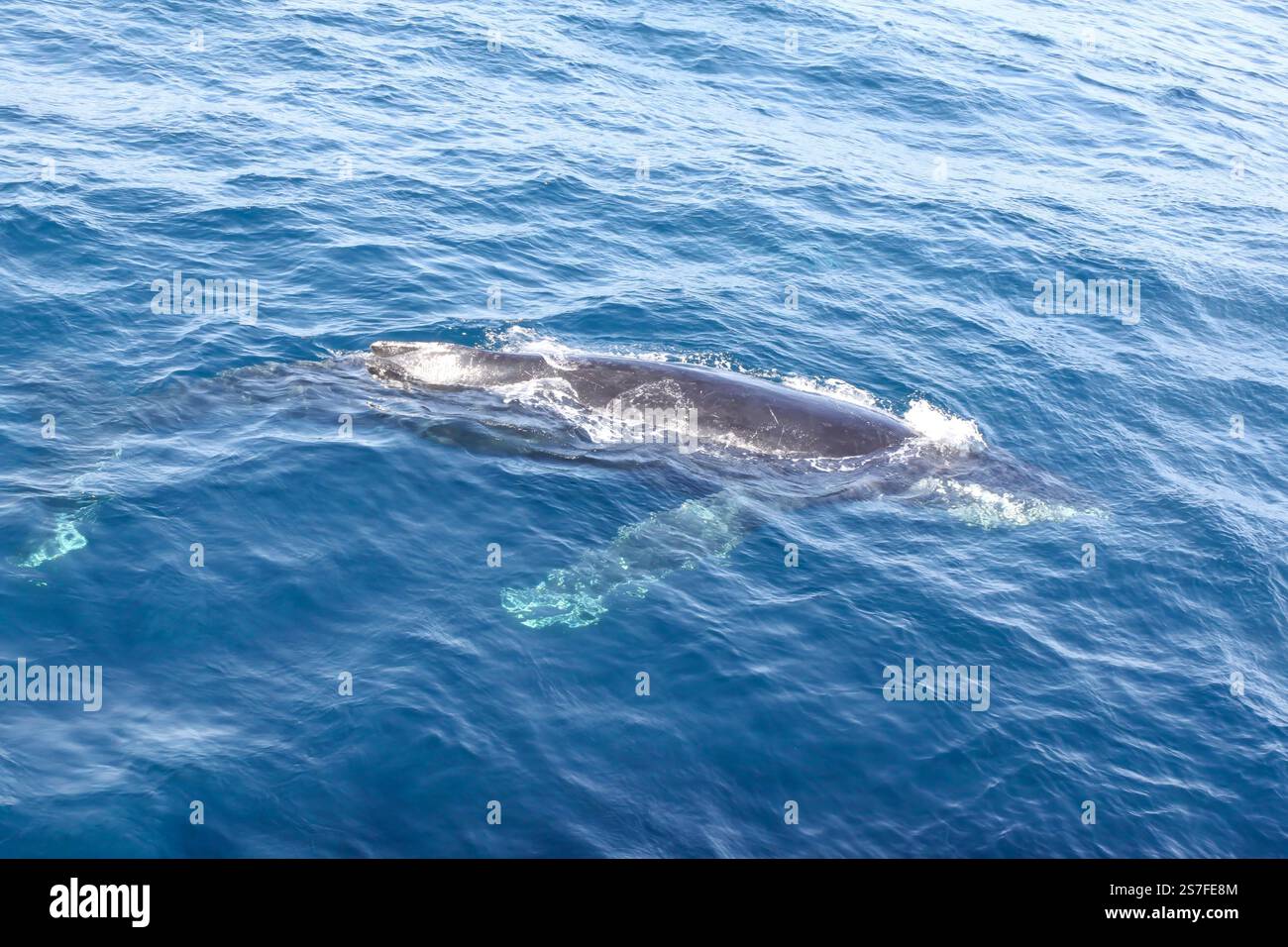 A whale is swimming in the ocean. The water is blue and calm. The whale ...