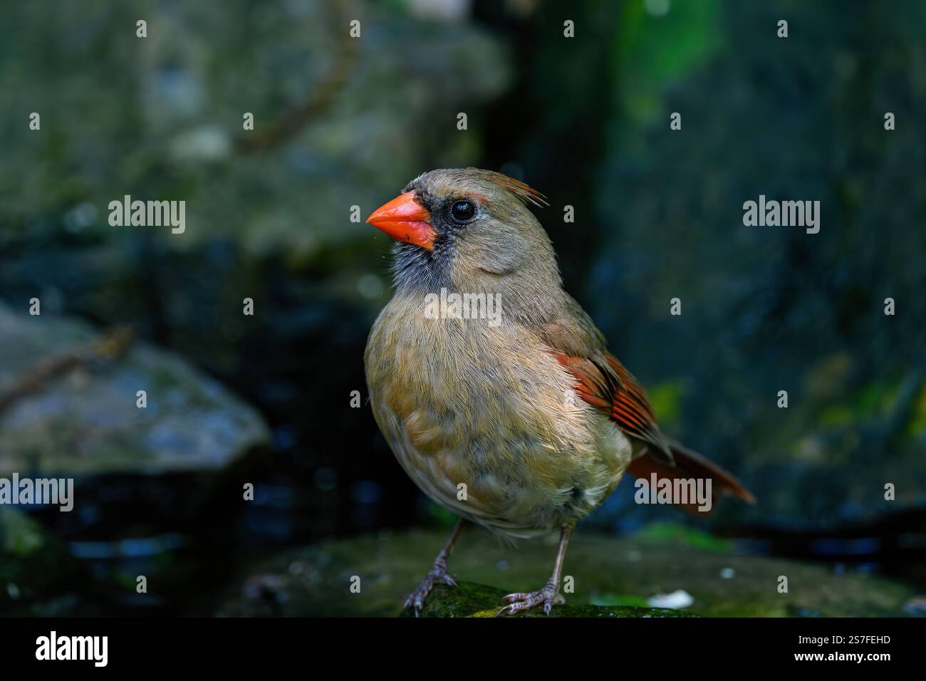 Female cardinal along a small stream under a dark forest canopy. They ...