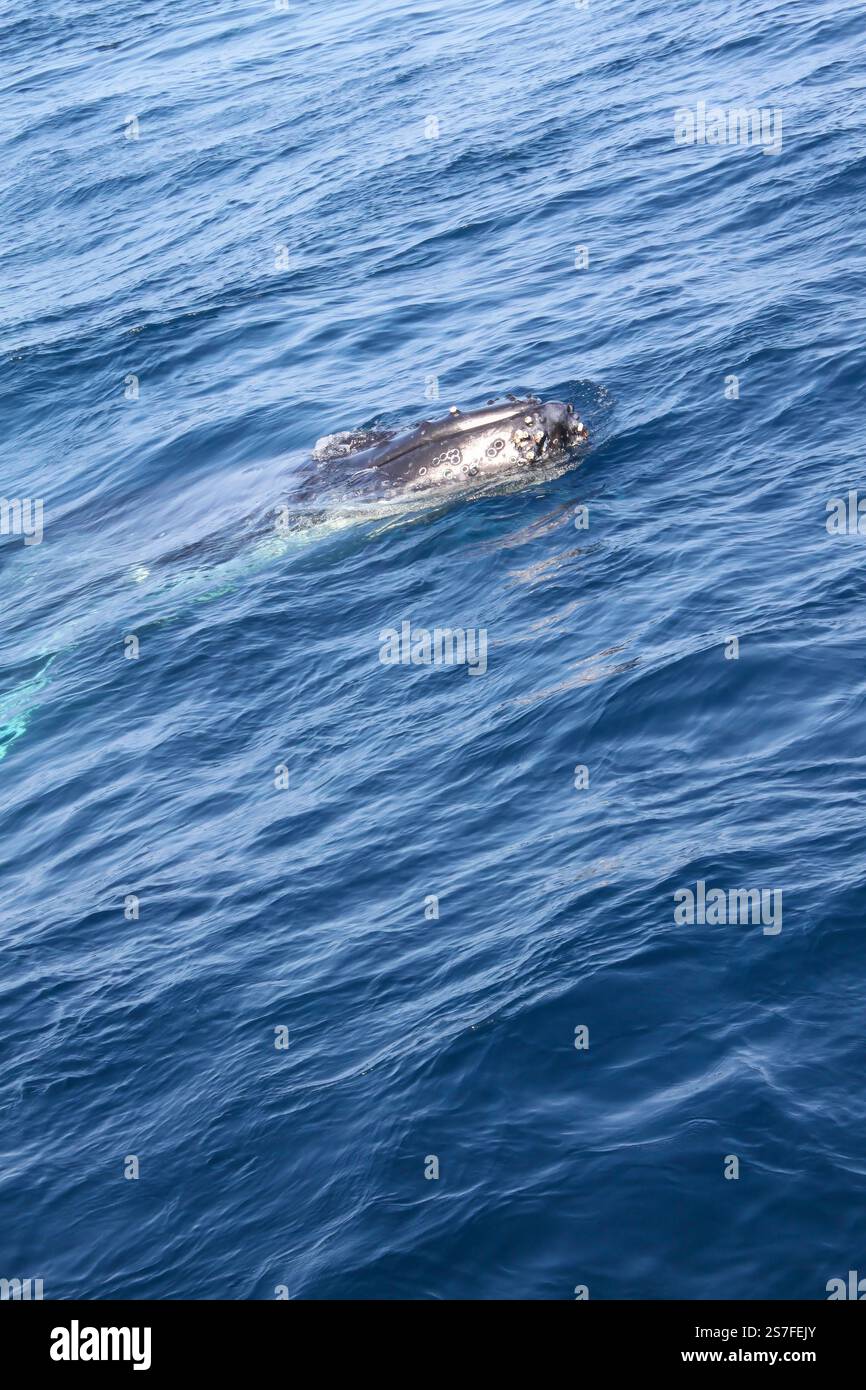 A whale is swimming in the ocean. The water is blue and calm. The whale ...