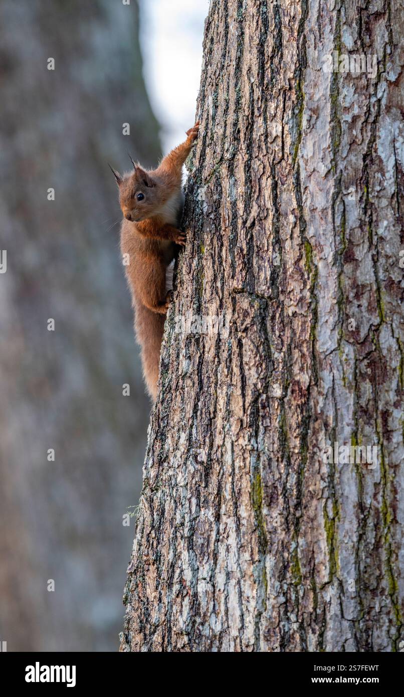 Red Squirrel (Sciurus vulgaris) in caledonian pine forest, Scotland, UK ...