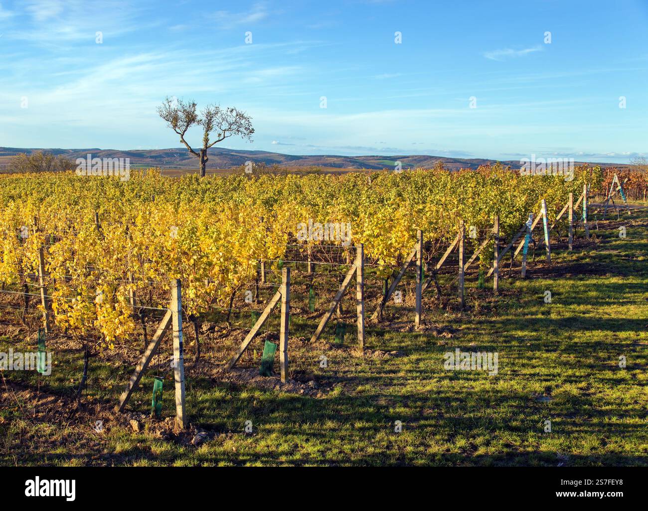 vineyard, autumn in the vineyard, yellow coloured vine plants, South ...