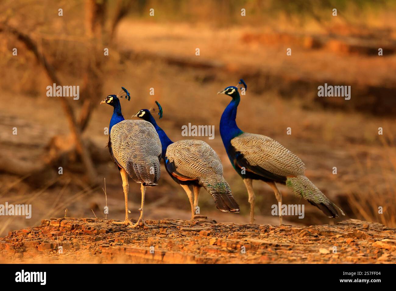 The magnificent bird life of Northern India Stock Photo - Alamy